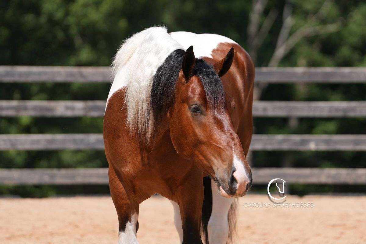 Ricky Bobby - the Total Package 6 Yr Old Paint Spotted Draft X QH Gelding!