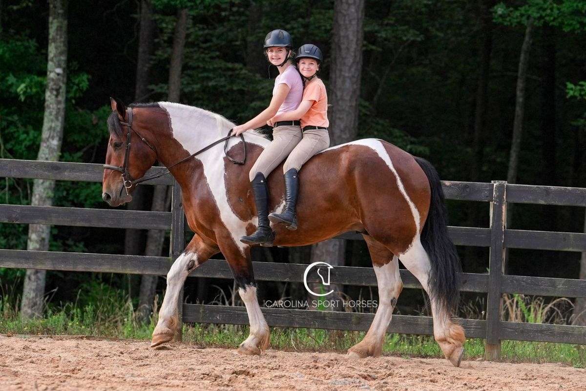 Ricky Bobby - the Total Package 6 Yr Old Paint Spotted Draft X QH Gelding!