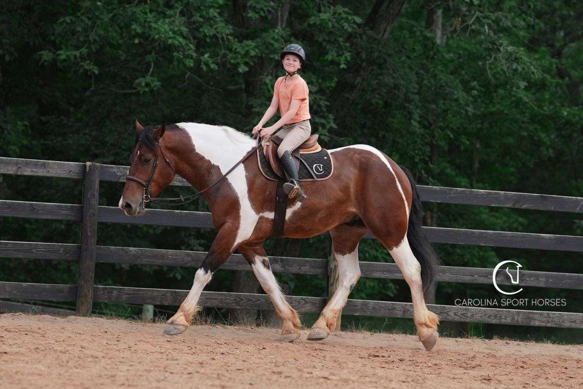 Ricky Bobby - the Total Package 6 Yr Old Paint Spotted Draft X QH Gelding!
