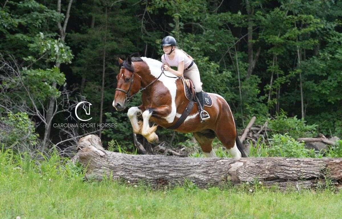 Ricky Bobby - the Total Package 6 Yr Old Paint Spotted Draft X QH Gelding!