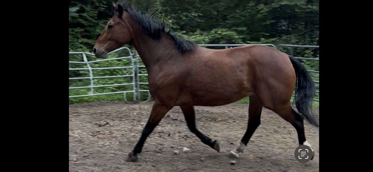 2019 Bay 16.3 Dutch Warmblood Gelding