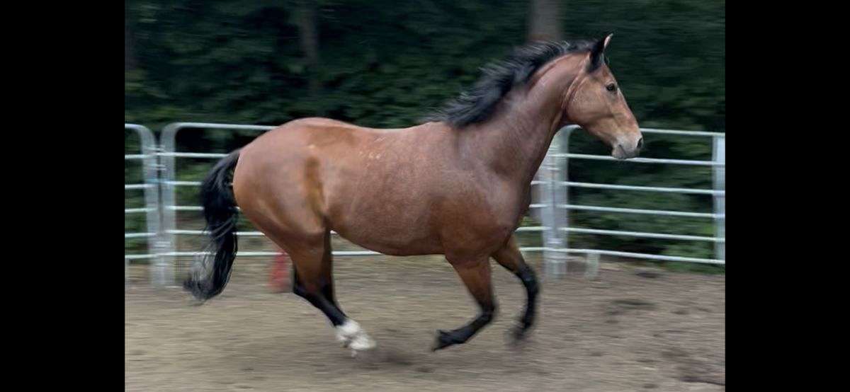 2019 Bay 16.3 Dutch Warmblood Gelding