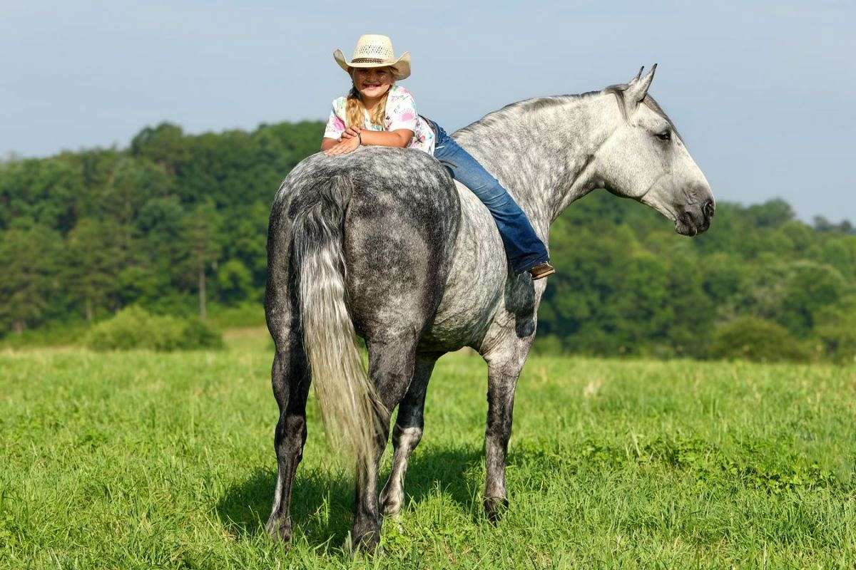 Poncho - Perfect All-Around Horse 6 Yr Old Dapple Gray Crossbred Gelding!