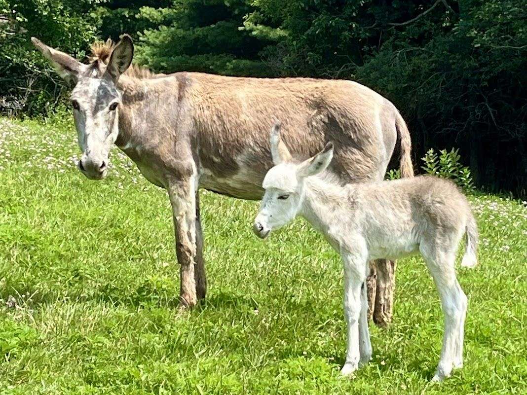 Spotted Standard Jenny With Spotted Jenny by Side & Bred Back to Spotted