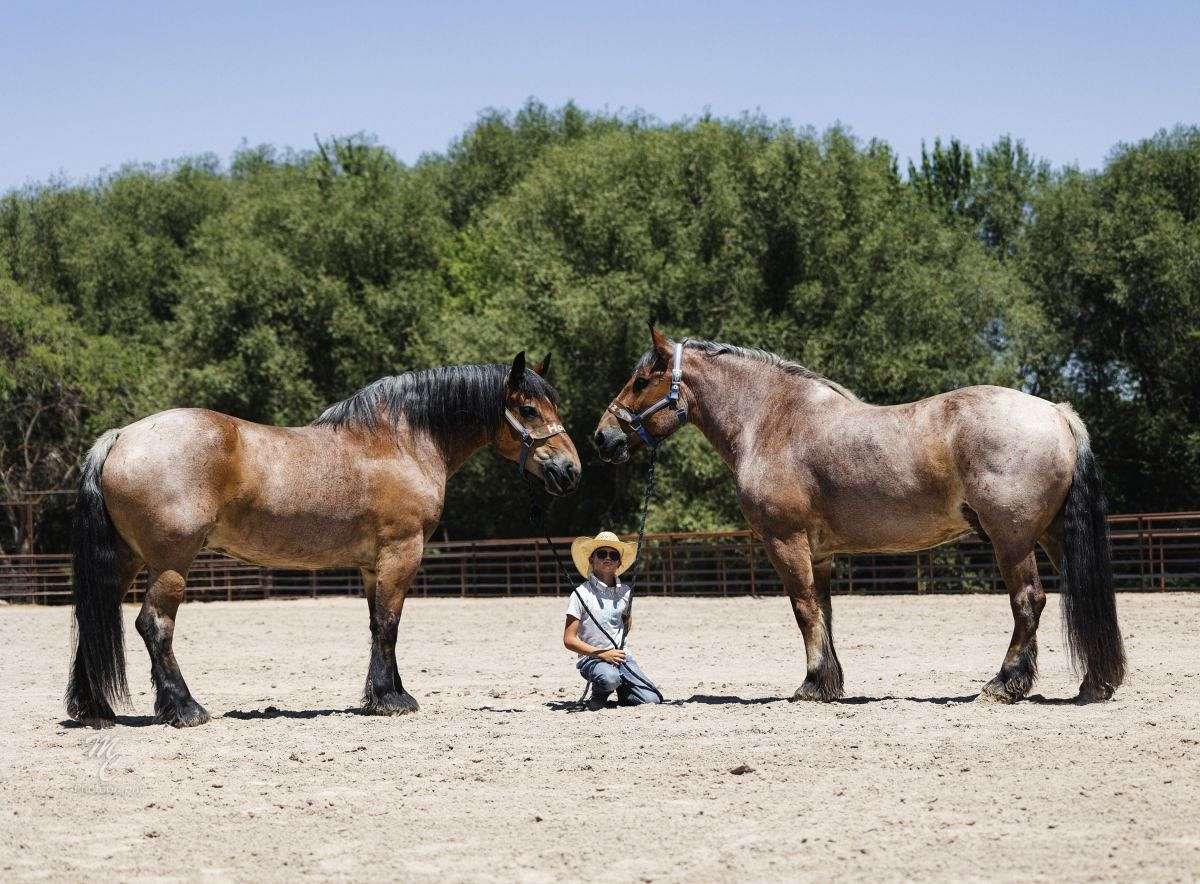 Hank & Hanz - Absolutely Amazing 10 yo Bay Roan Draft Geldings!