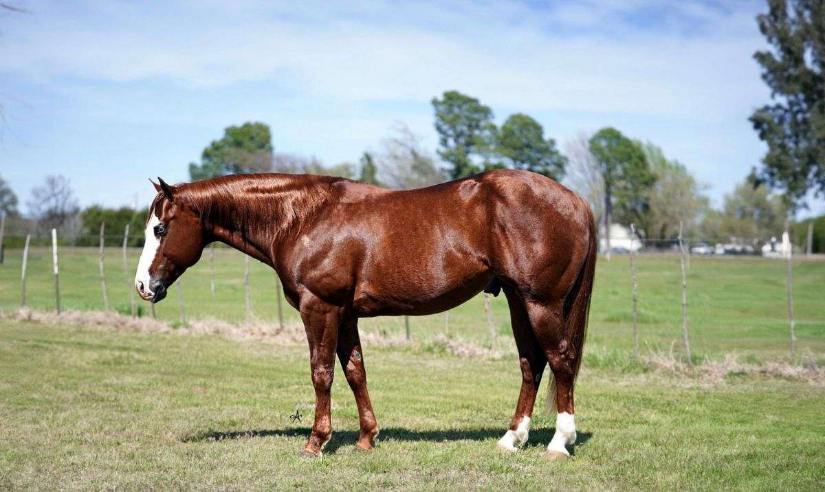 Gucci - Exceptionally Special 7 Yr Old Sorrel AQHA Gelding!