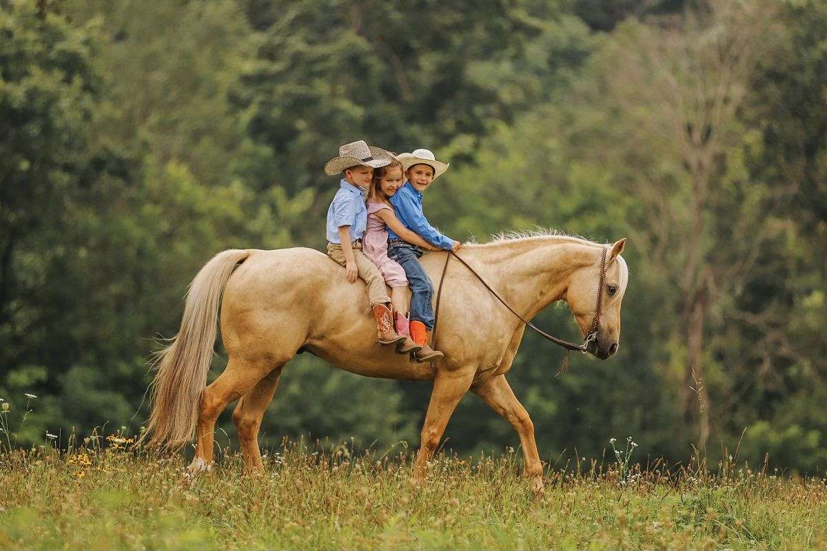 Gold Rush - Honest, Safe, & Sweet 6 Yr Old Palomino AQHA Gelding!