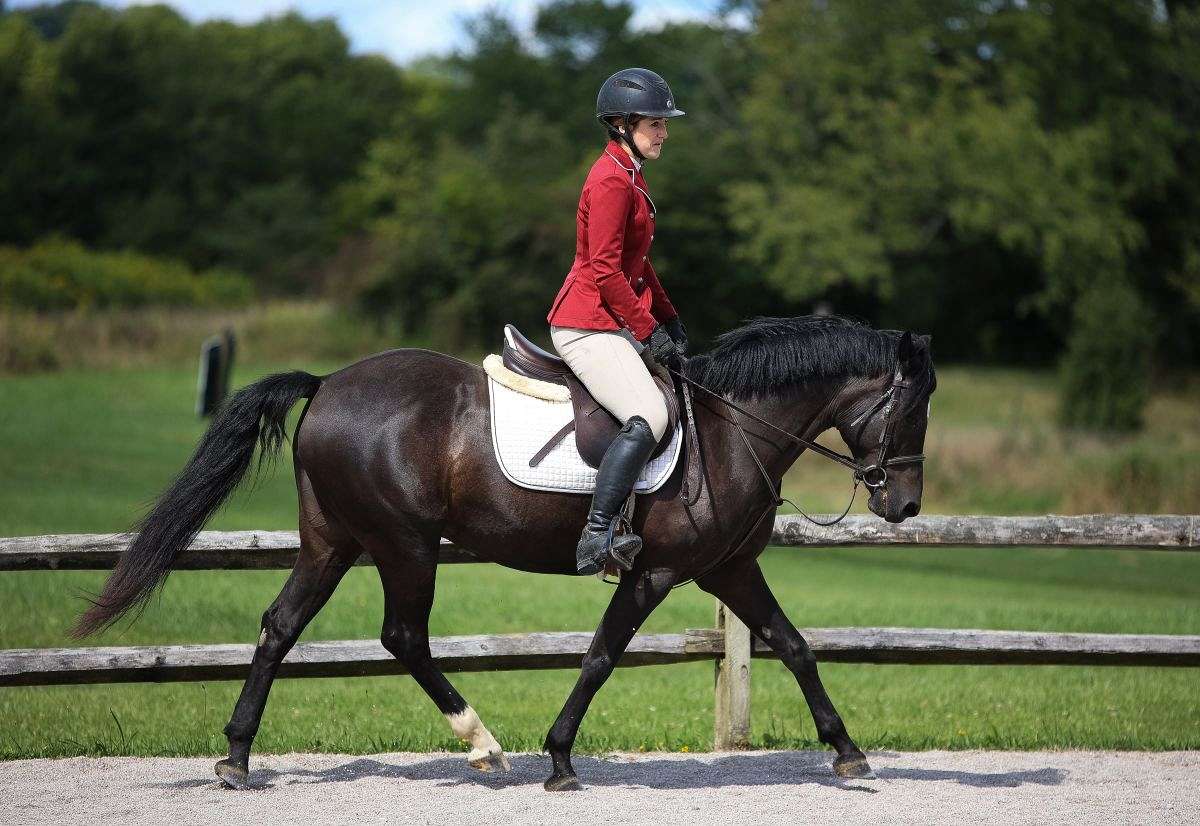 Hunter/Jumper Large Welsh Pony