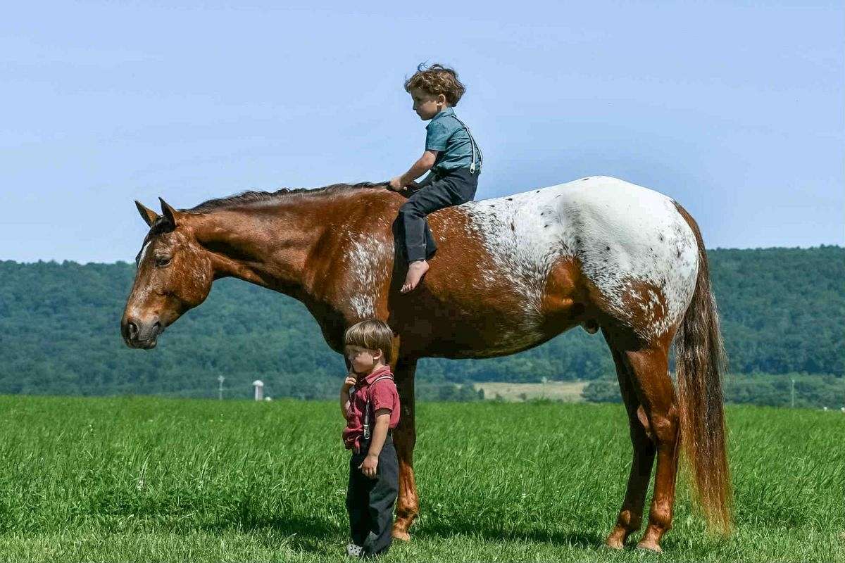 Bubba - Family Horse Deluxe 4 Yr Old Sorrel APHC Gelding!