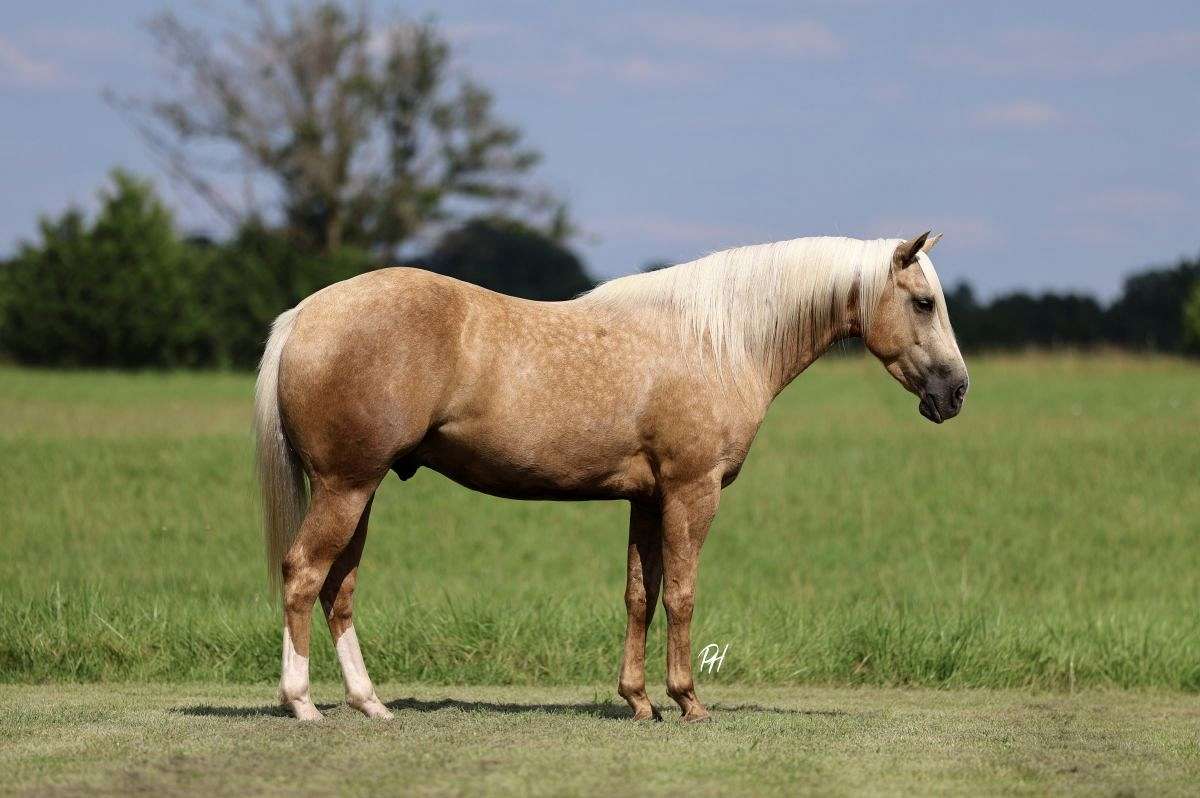 Biggie - Drop Dead Gorgeous 4 Yr Old Palomino AQHA Gelding!
