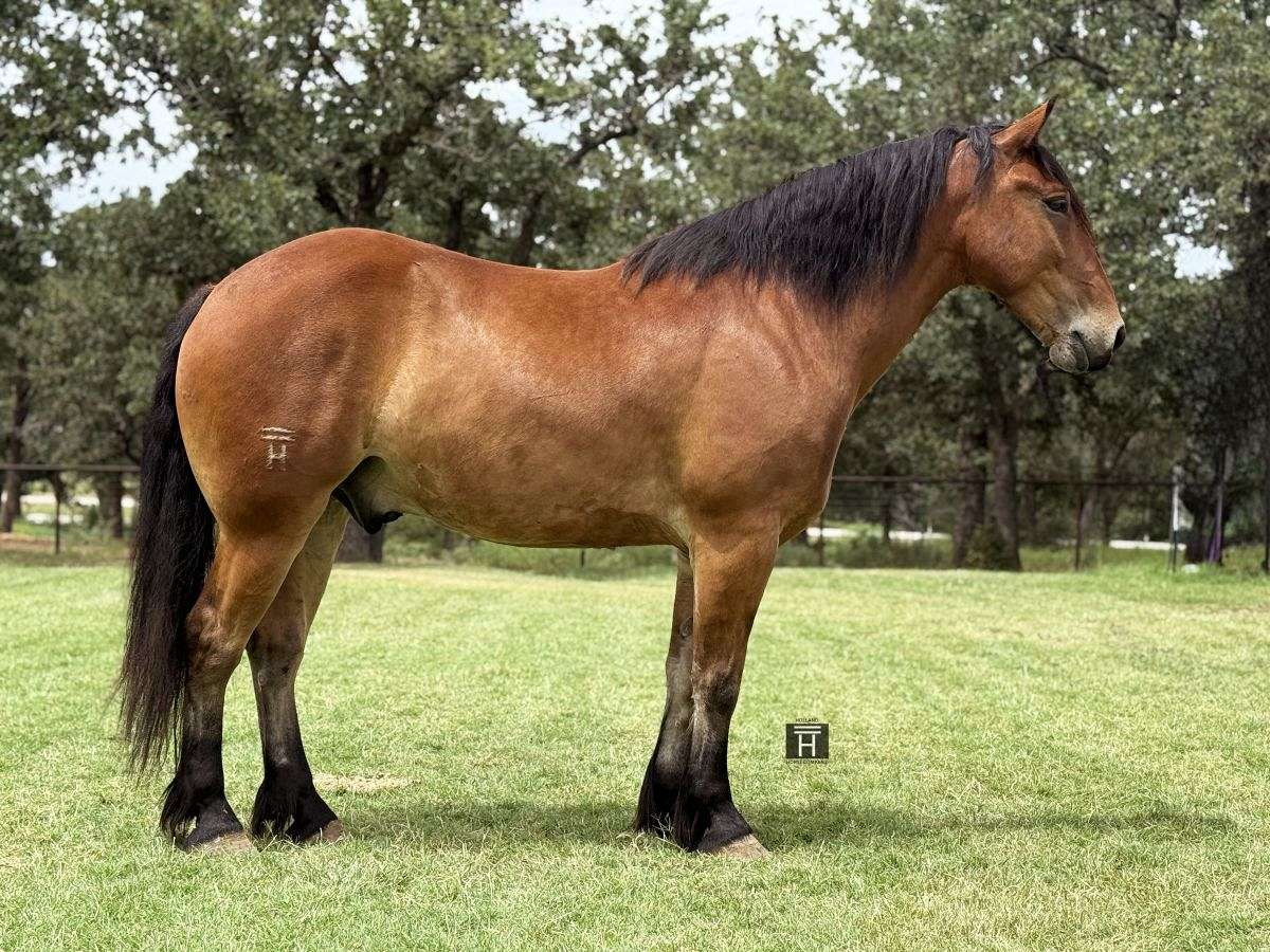 Teddy Bear - Extremely Friendly 6 Yr Old Bay Draft Cross Gelding!