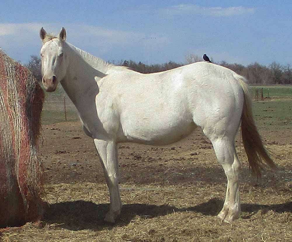 Perlino Mare. Gdtr of Bully Bullion! in-Foal for 2026 Buckskin Foal.