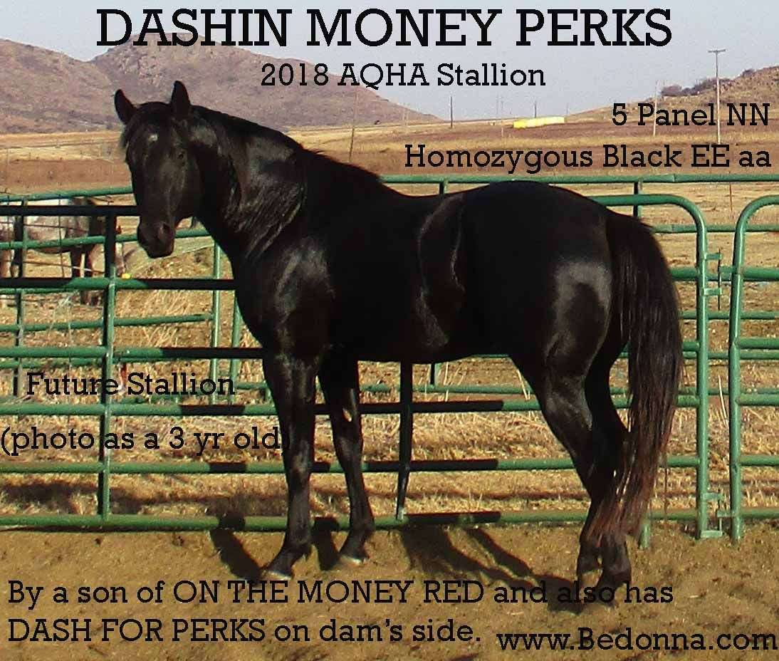 Perlino Mare. Gdtr of Bully Bullion! in-Foal for 2026 Buckskin Foal.