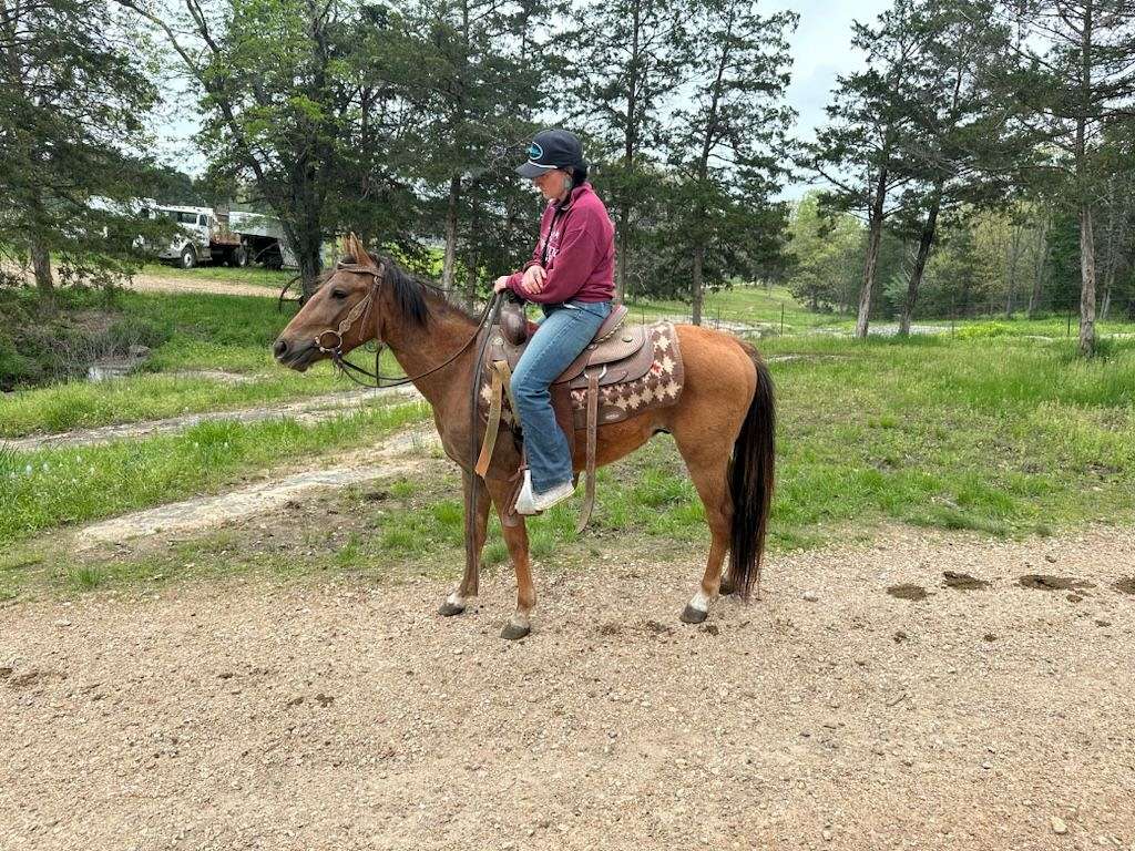 Cute Pony/Horse Size Gelding Broke to Ride - Aztec