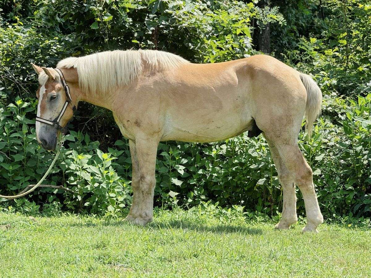Striking Belgian Gelding