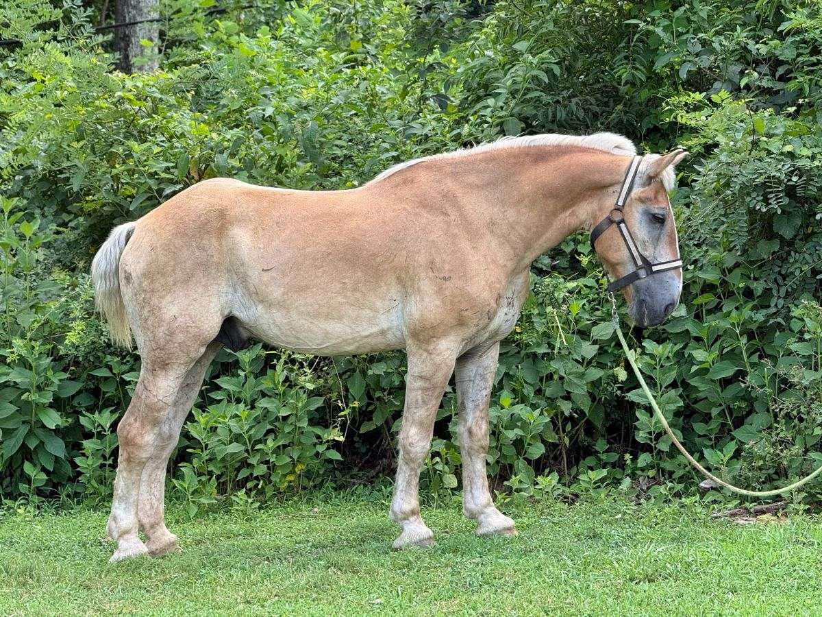 Striking Belgian Gelding