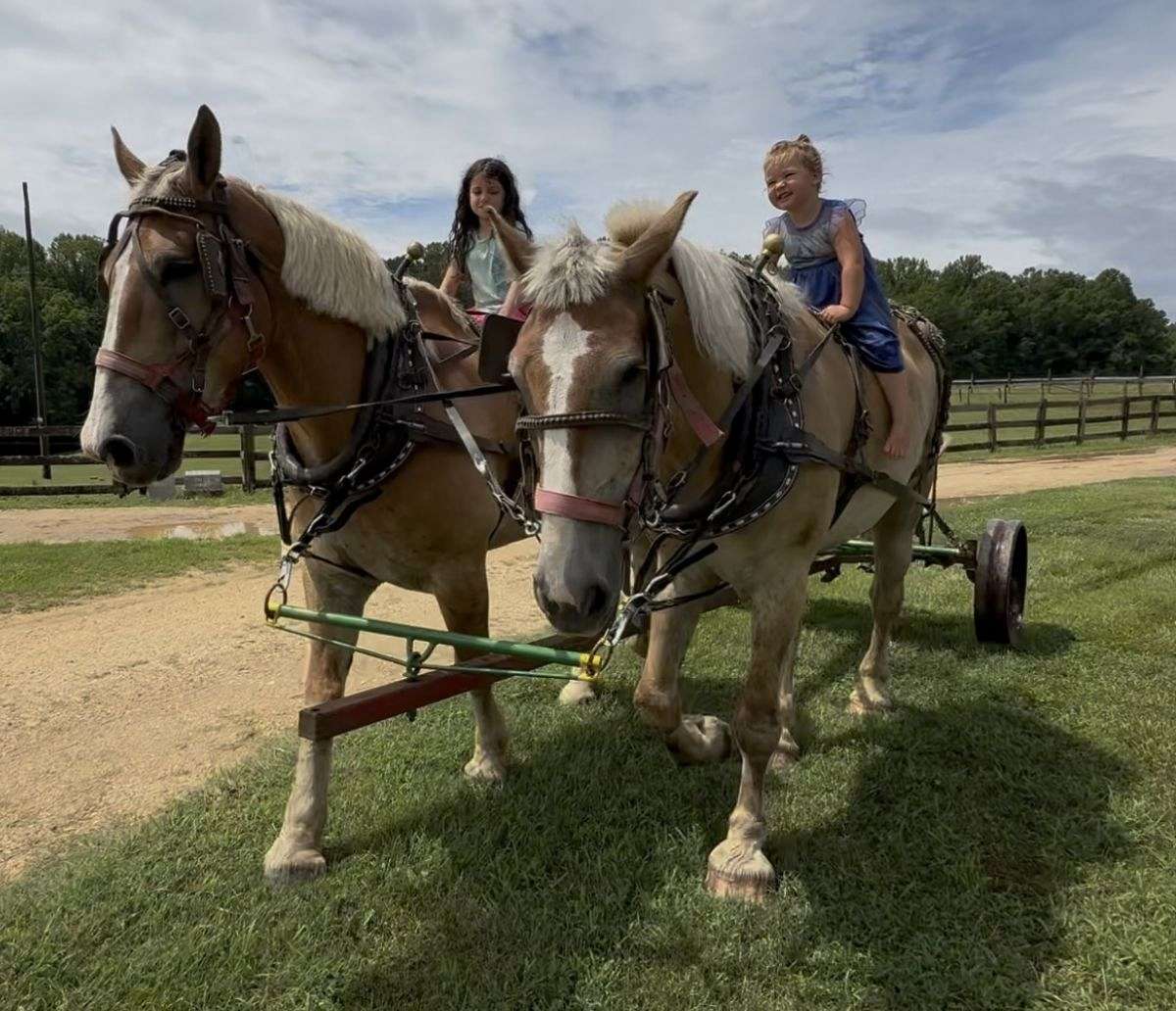 Striking Belgian Gelding