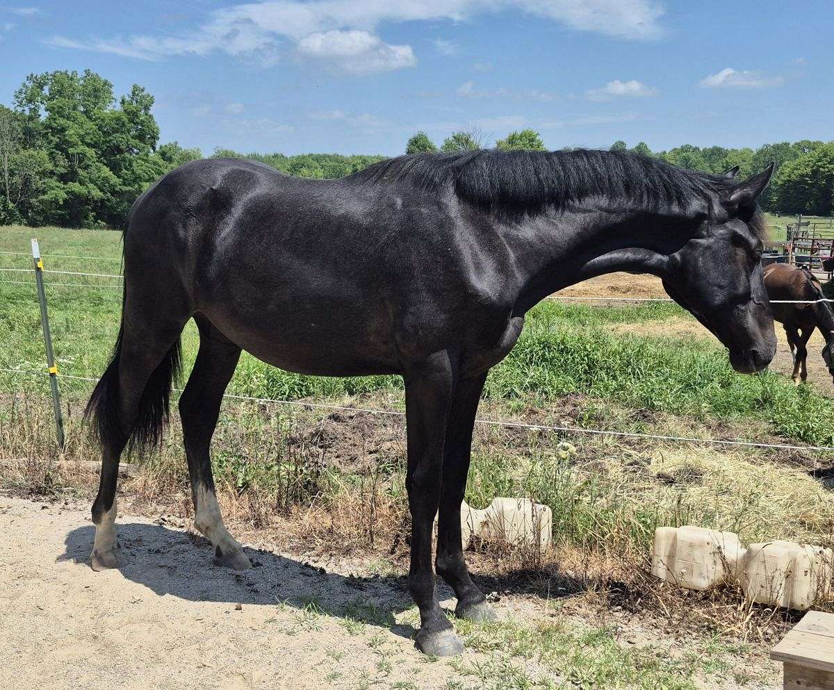 Yearling Warmblood Colt