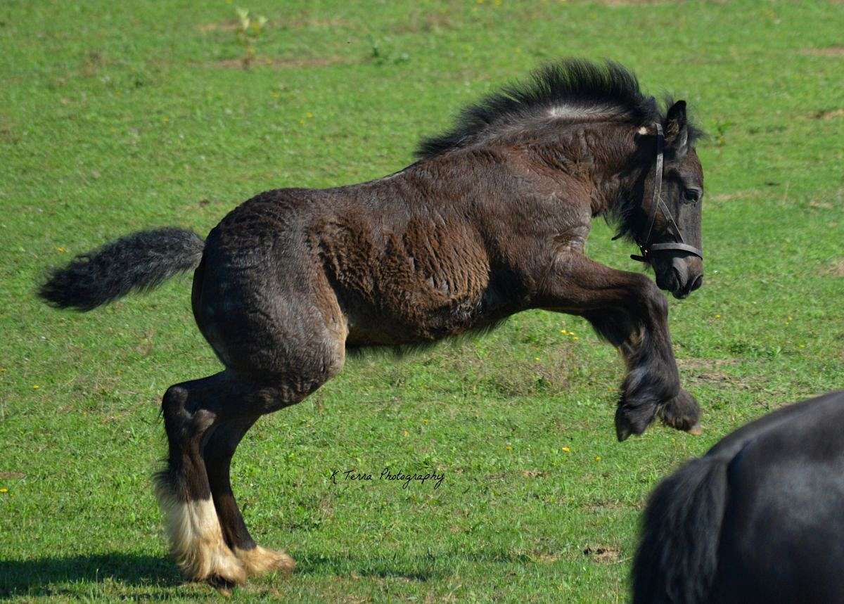 Very Rare Blue Roan Pearl Filly, Amazing Girl