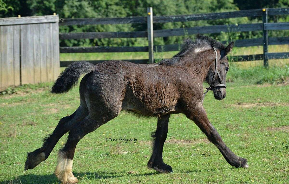 Very Rare Blue Roan Pearl Filly, Amazing Girl