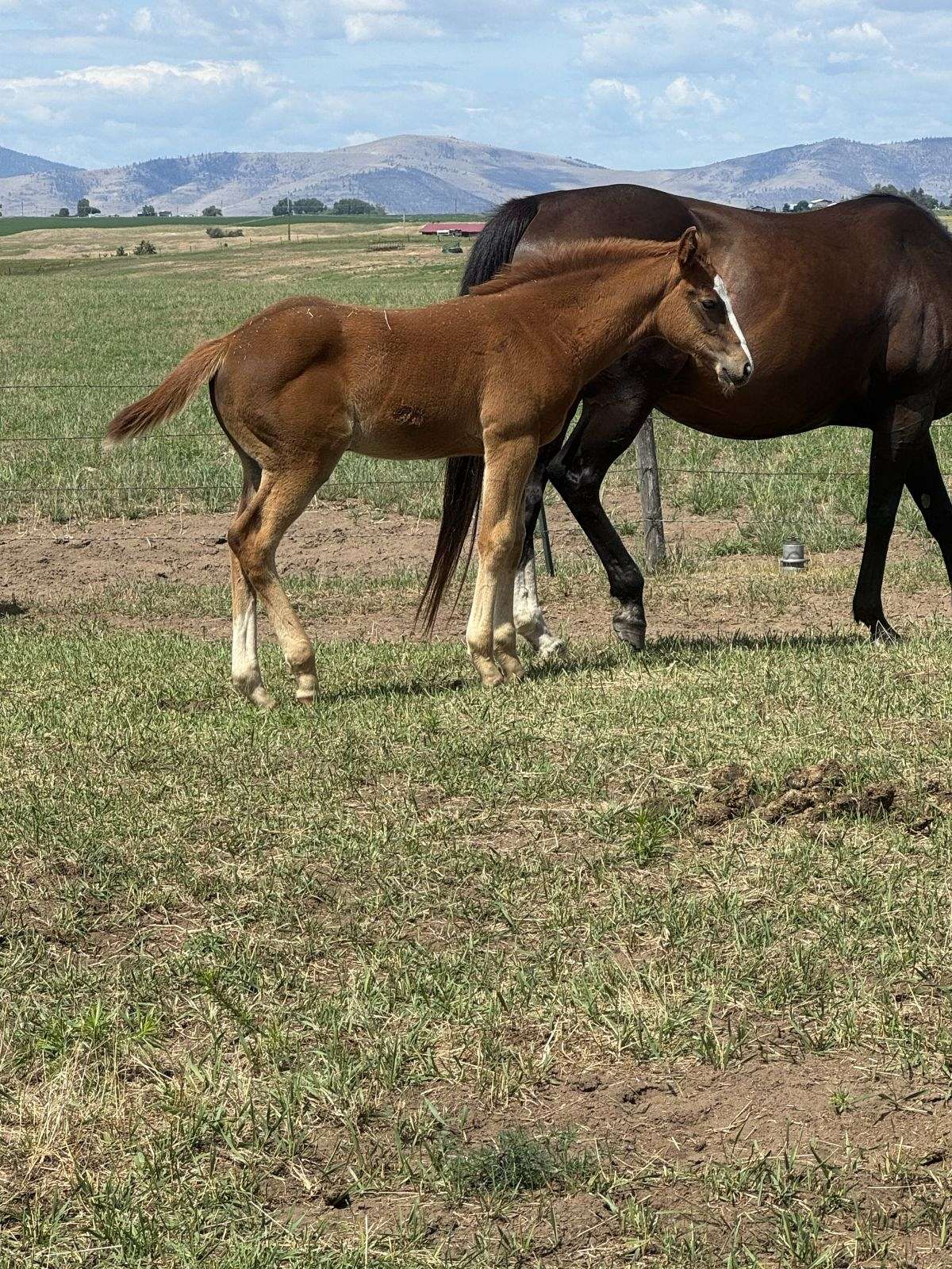 2025 Sorrel Filly, Proven Barrel Pedigree. Price Drop