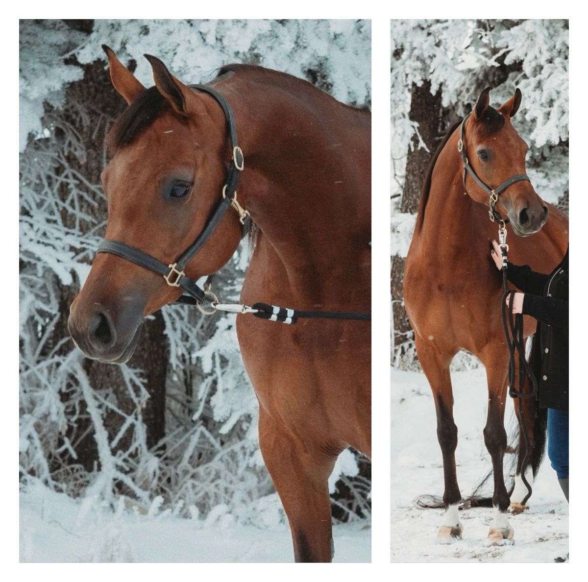 Beautiful 2018 Registered Partbred Arabian Mare