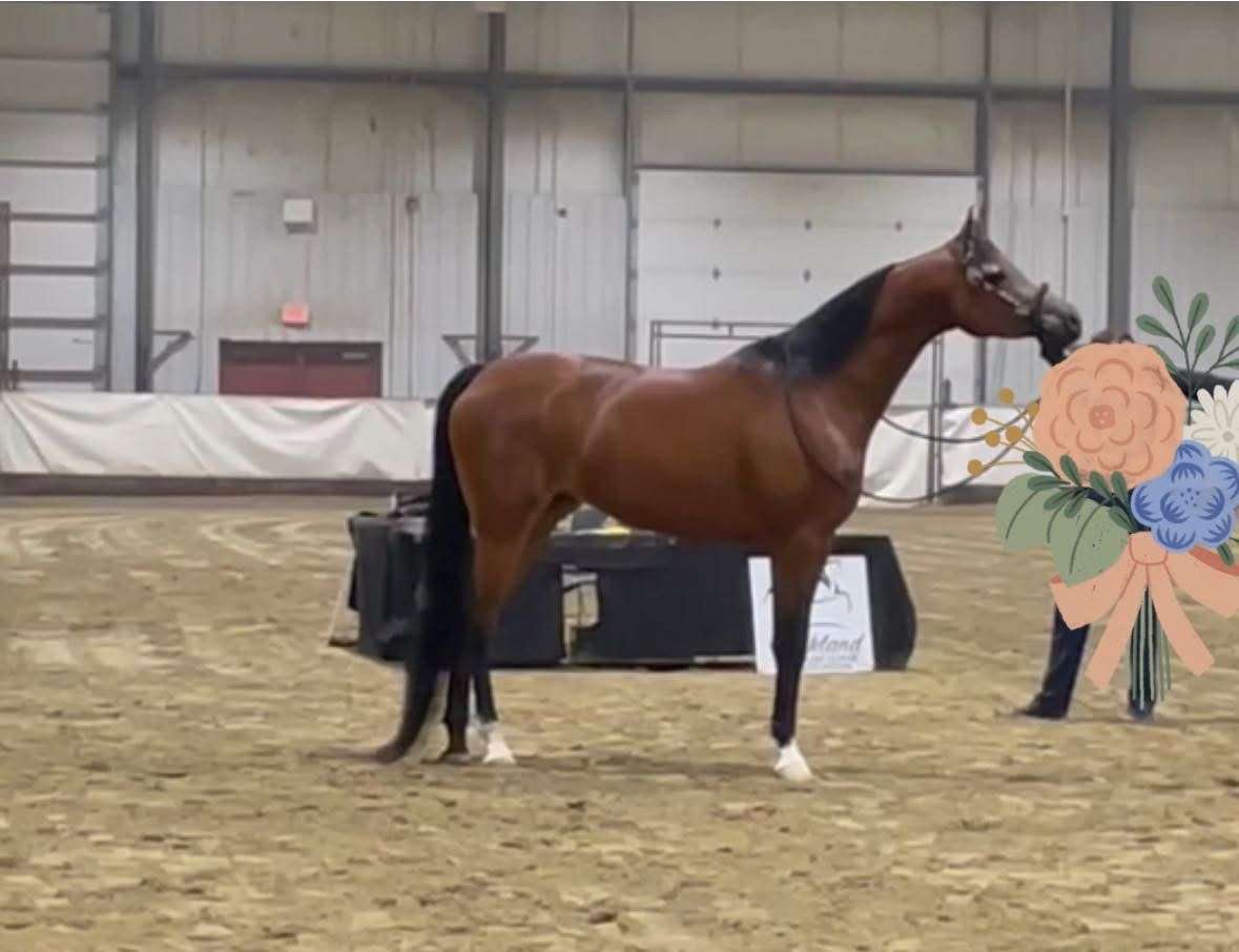 Beautiful 2018 Registered Partbred Arabian Mare