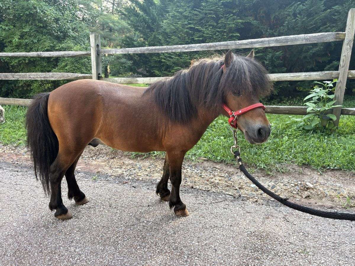 Tiny Miniature Gelding