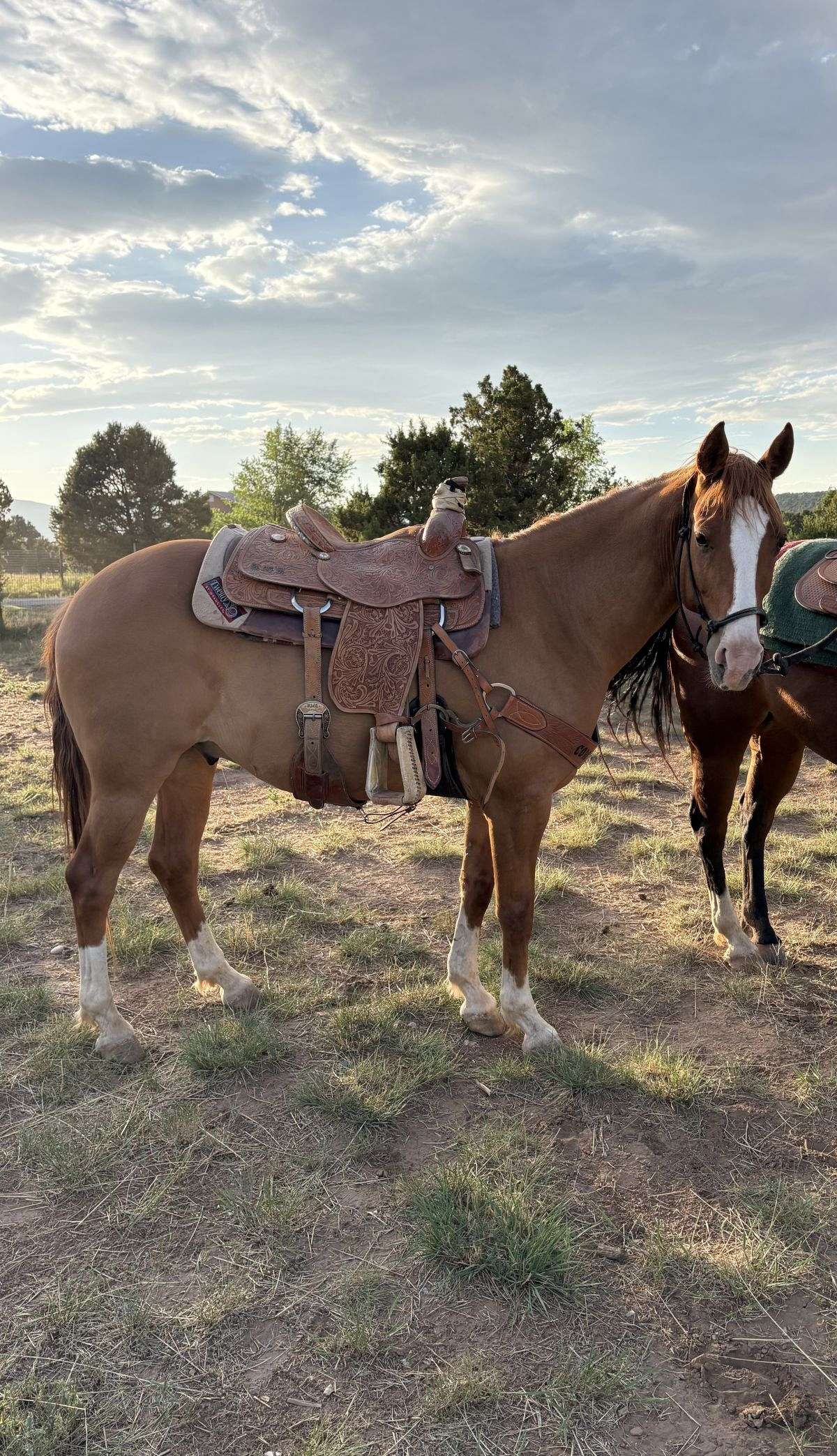 7 Years in Old Red Dun Gelding