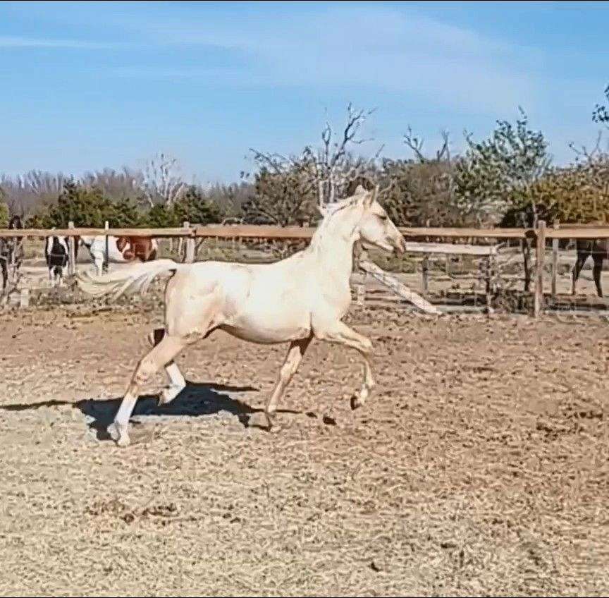 Flashy Yearling Palomino Show Prospect, Western Pleasure, Halter, Harness