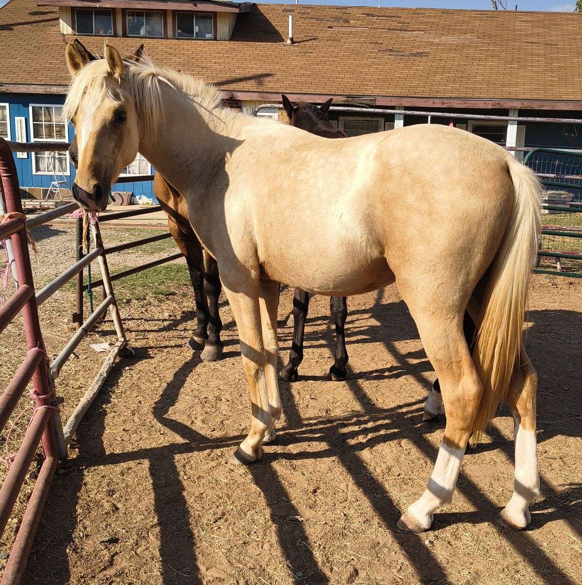 Flashy Yearling Palomino Show Prospect, Western Pleasure, Halter, Harness