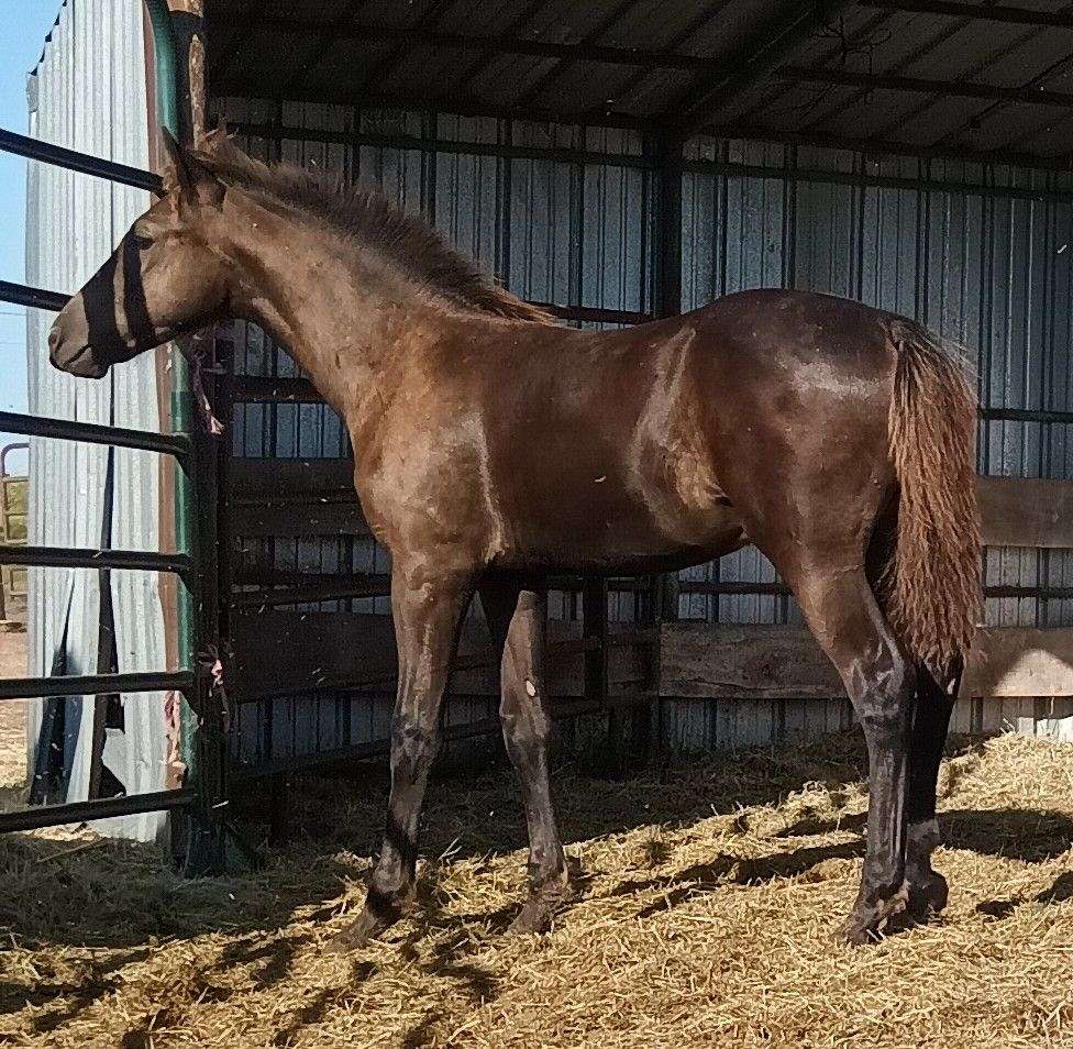 Tall Black Beauty With Hidden Creme Gene, Morgan Stallion Prospect. Show