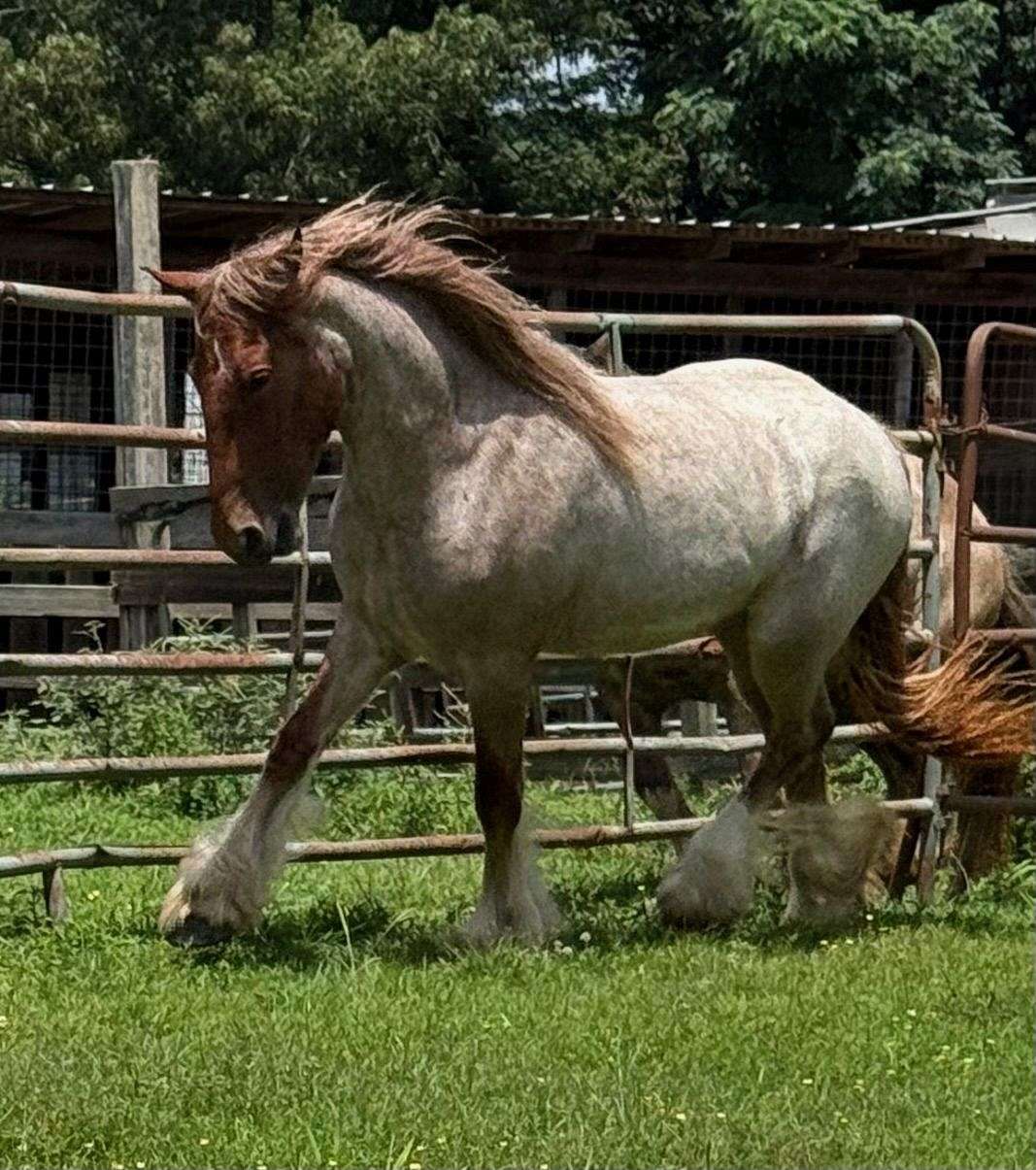 Kdph Whiskey N Wine GVHS Registered Red Roan Filly