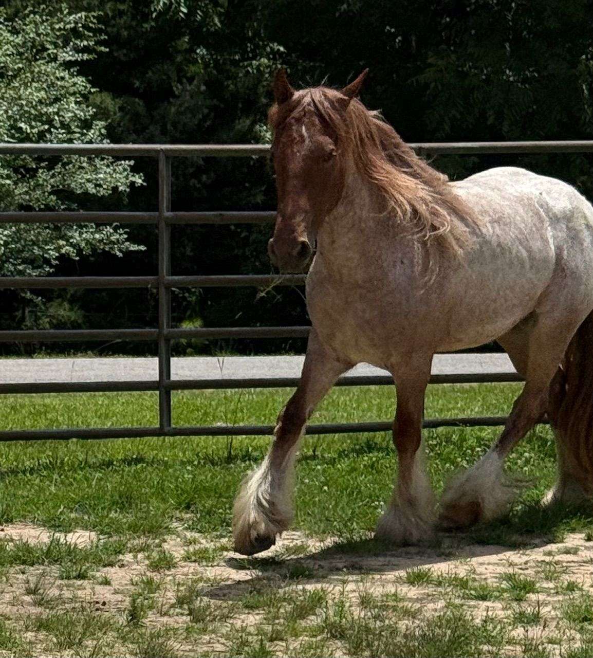 Kdph Whiskey N Wine GVHS Registered Red Roan Filly