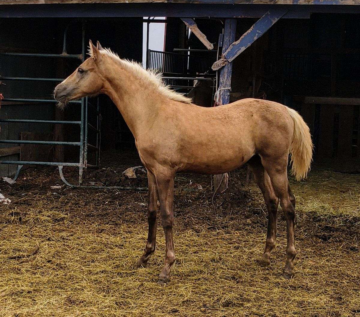 Weanling Palomino Morgan Stallion Prospect, Western Pleasure, Ranch