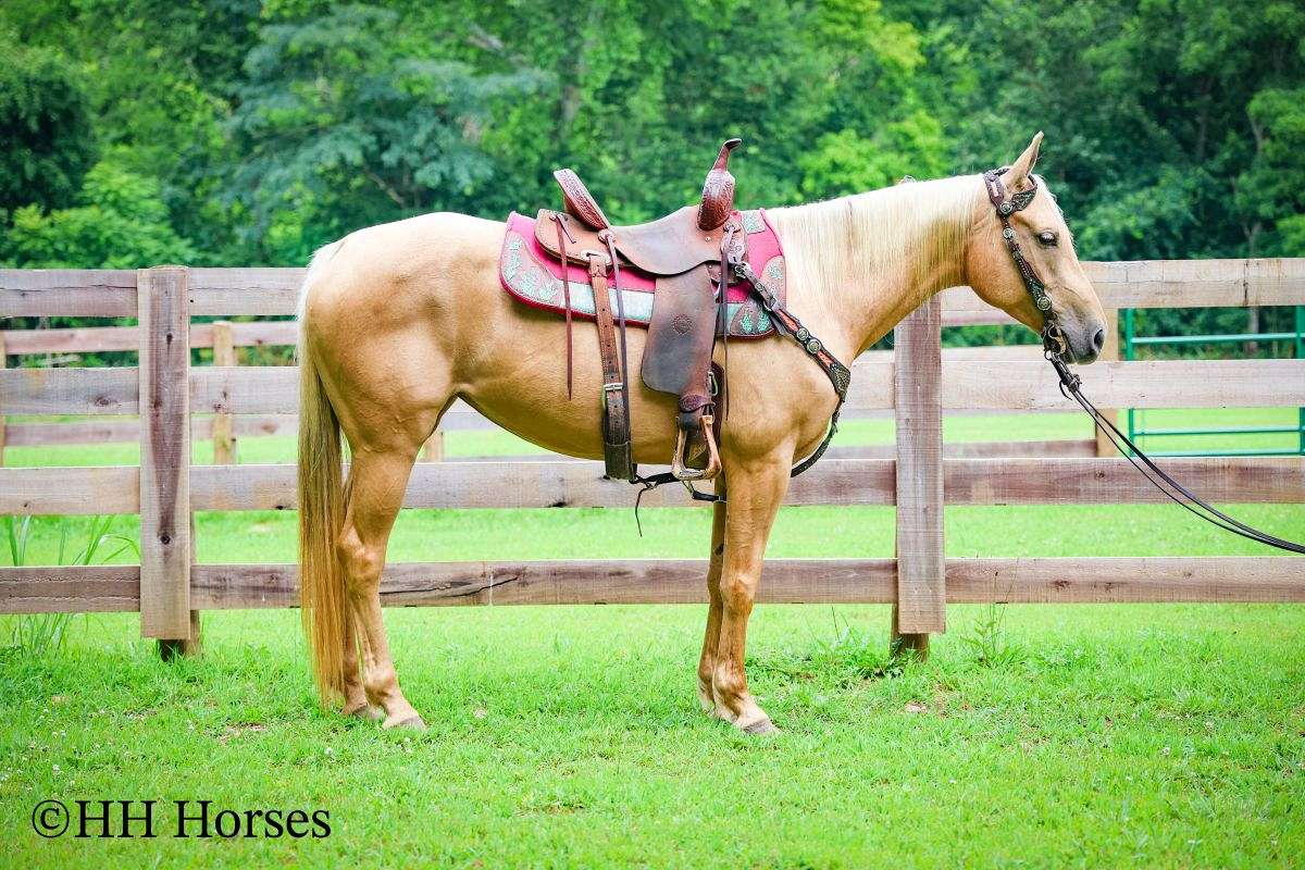 Really Gentle, Super Quiet AQHA Registered Palomino Mare, Safe