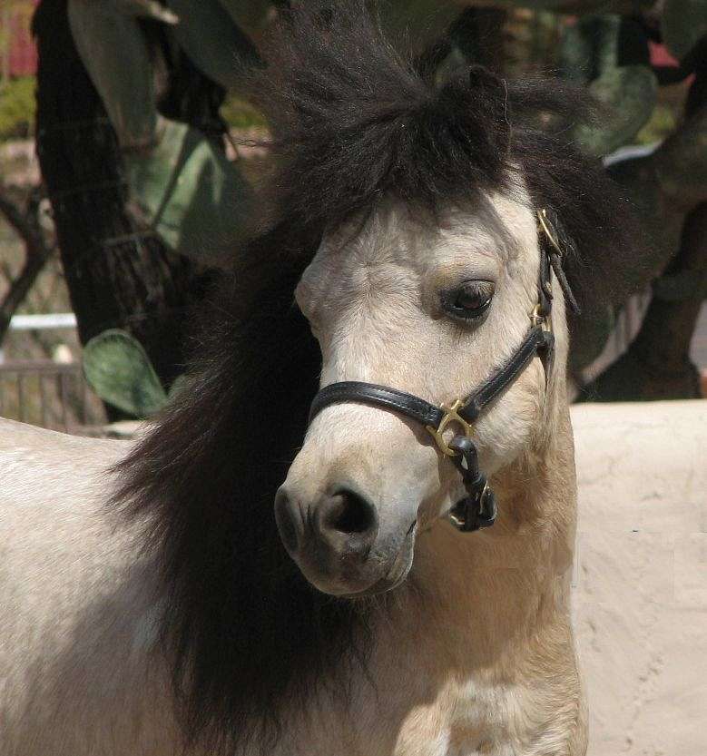 Sunny 2017 AMHR 34"Buckskin Pinto Gelding Cute, Gentle & Fun!