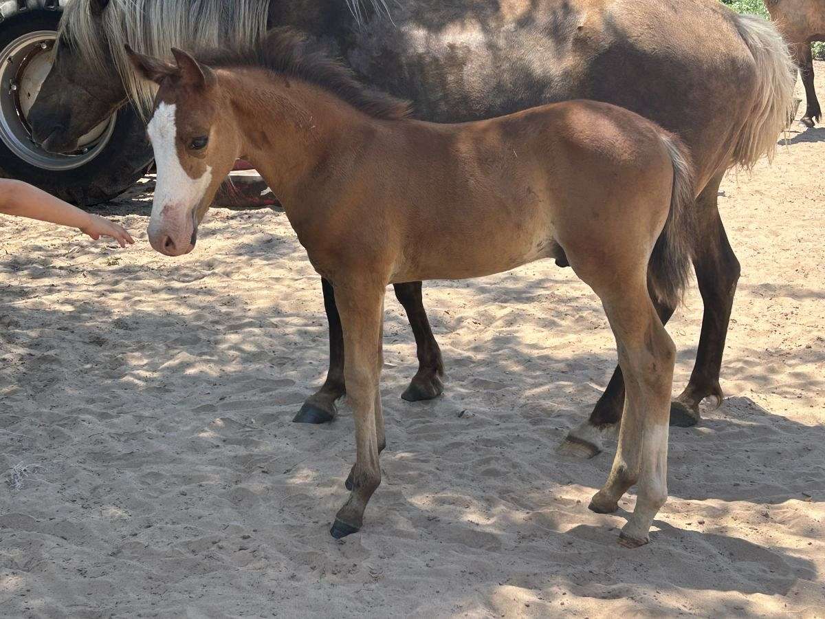 Draft Cross Pony