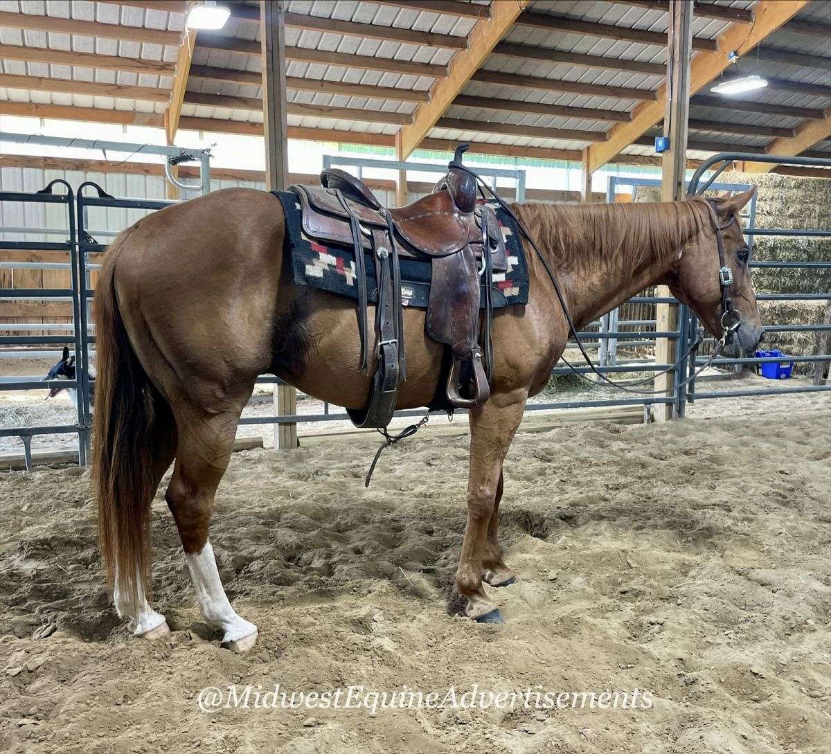 Gentle Trail Gelding