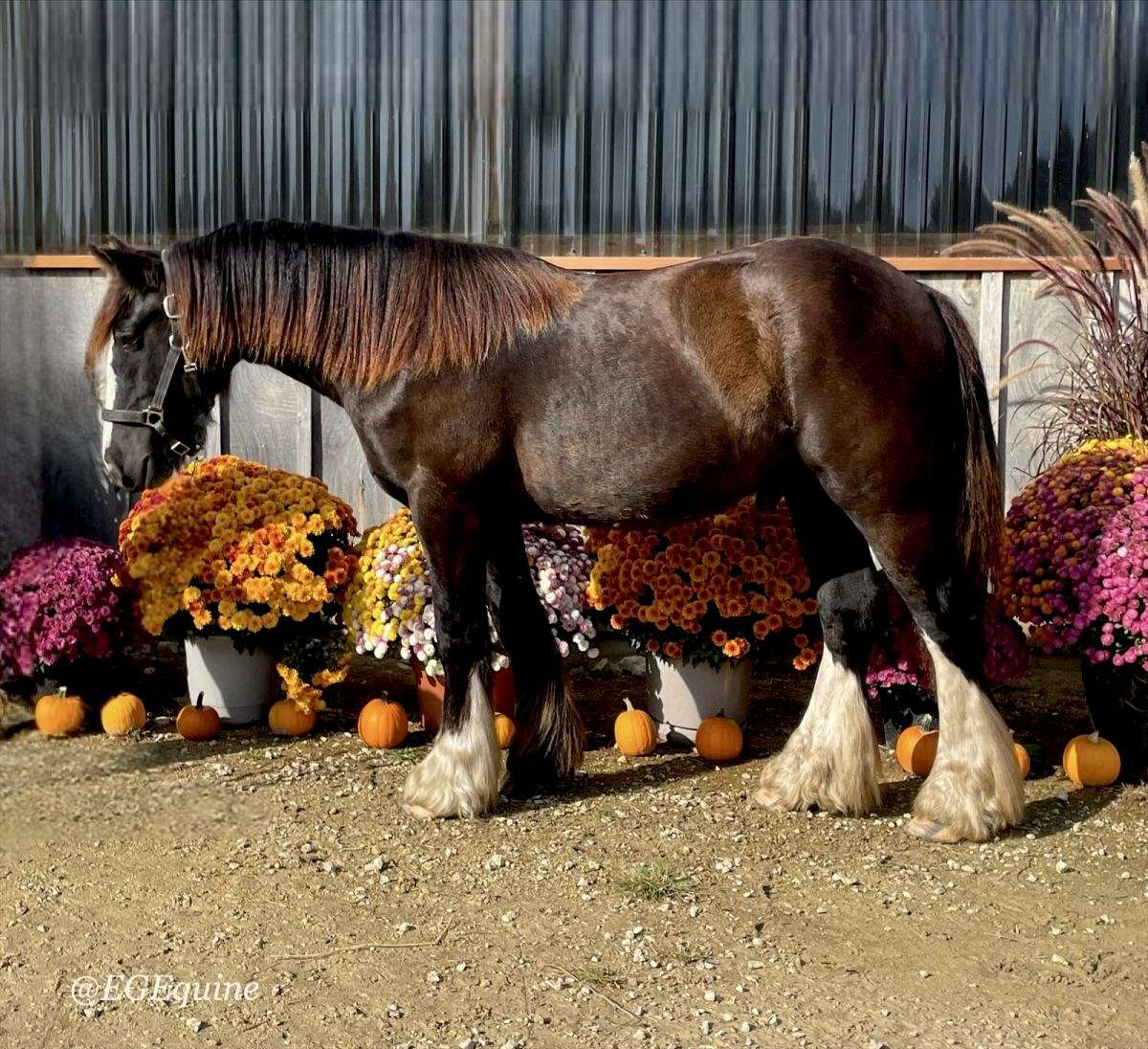 Gypsy Vanner Stallion