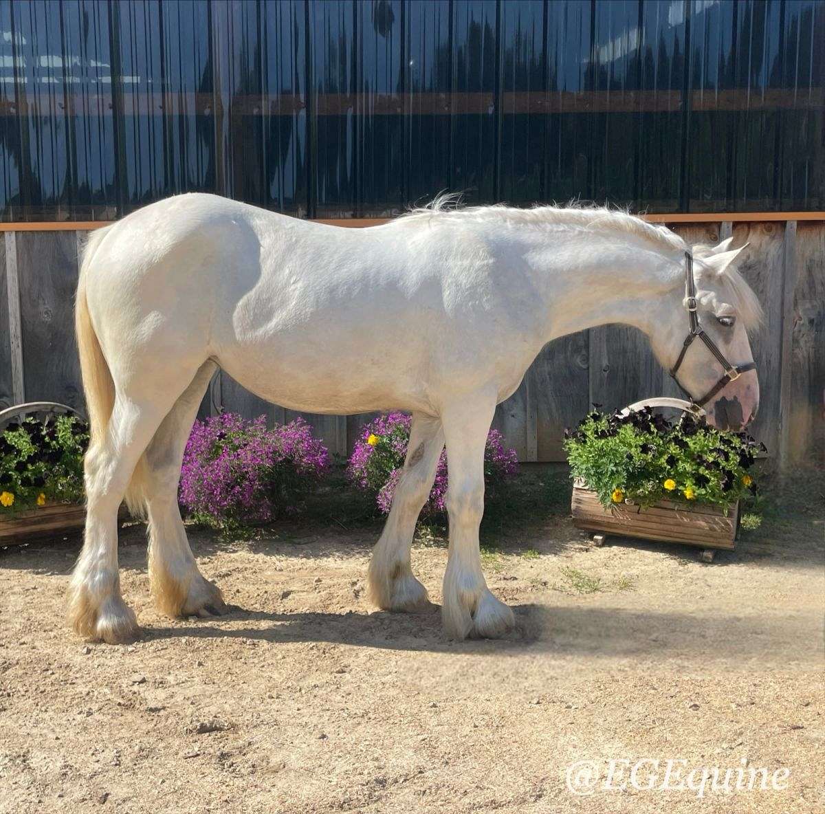 Palomino Sabino Gypsy Vanner Filly