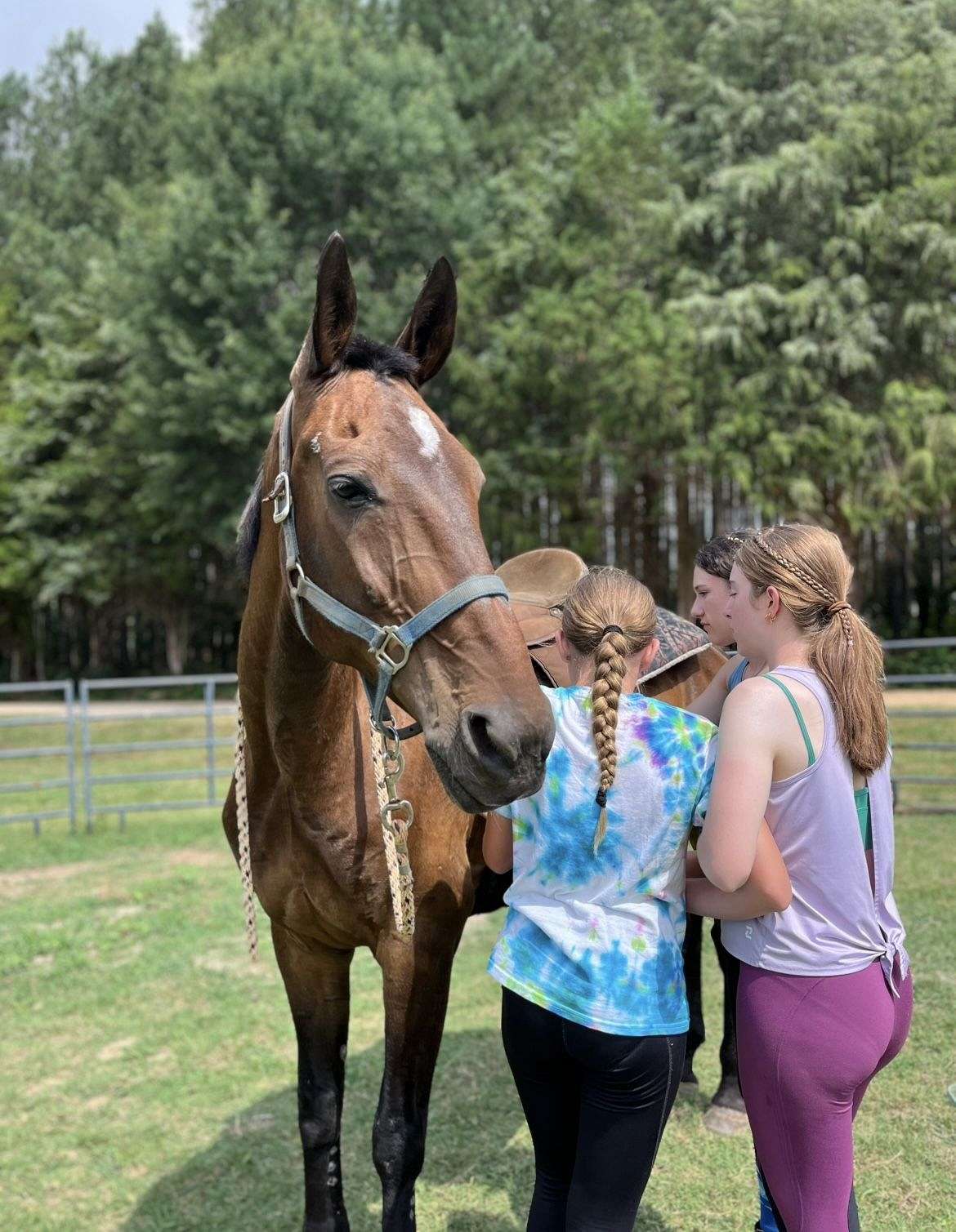 Safe and Tall Trail Gelding!