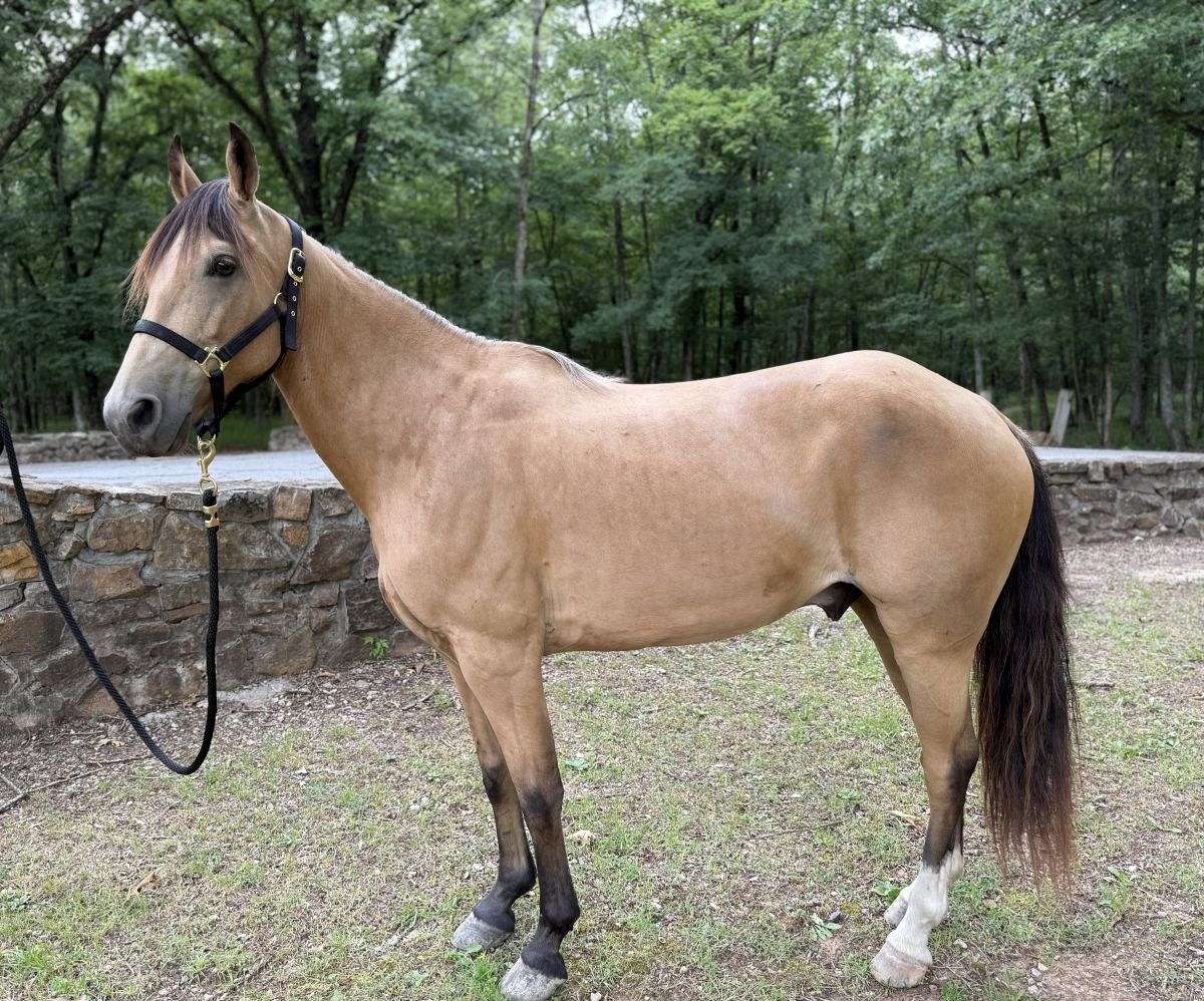 The Best Family Trail Horse! Safe, Beautiful, Sweet, Smooth, Beginner Safe