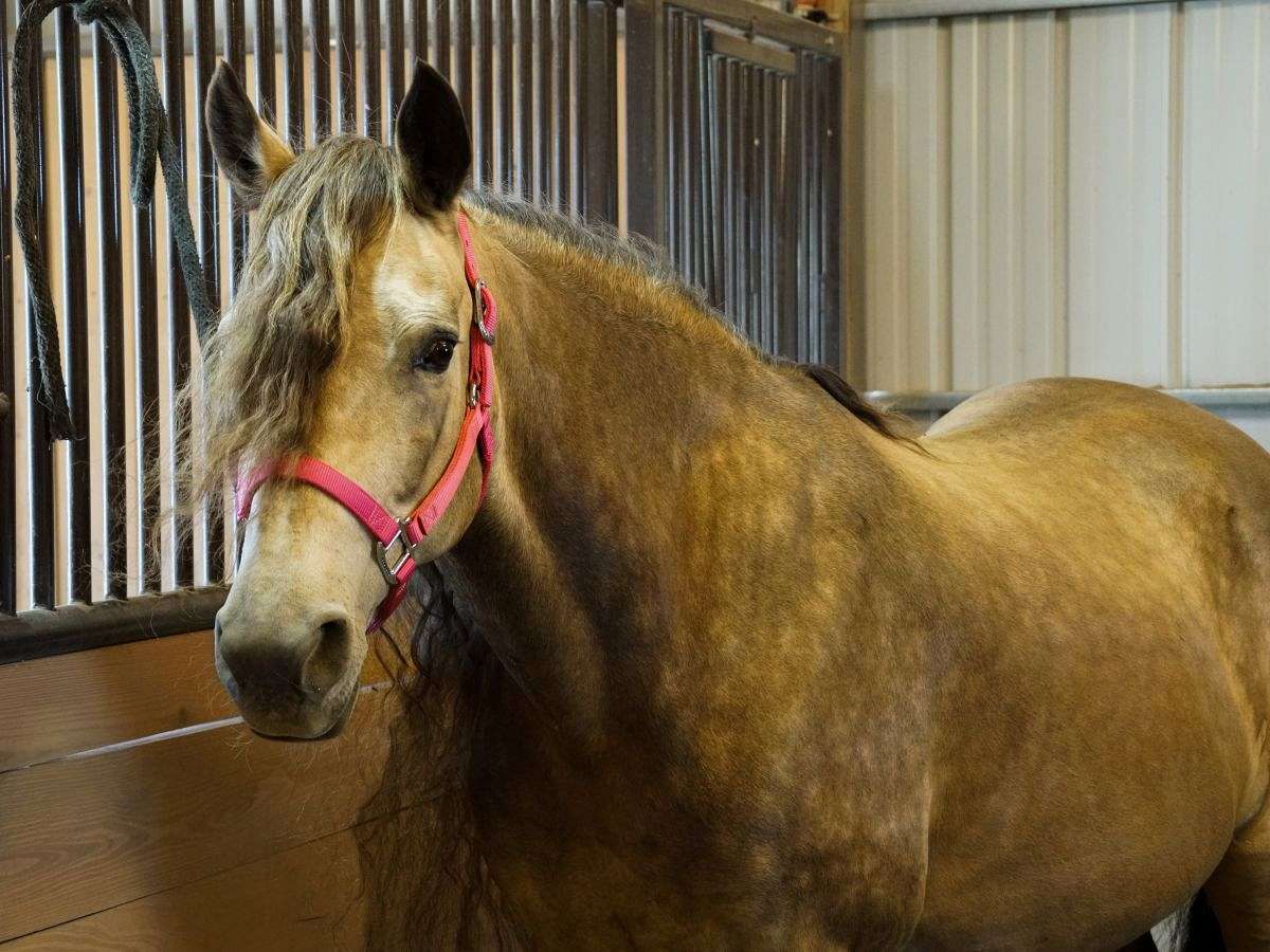 The Ultimate Family and Trail Horse! Gentle, Safe, Smooth, Mountains, Pack