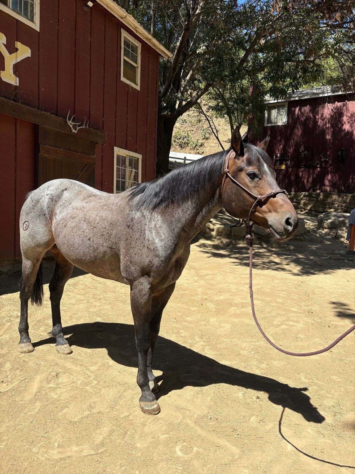 14 Year Old Blue Roan Gelding (Foundation Built) Circle 7 Quarter Horse