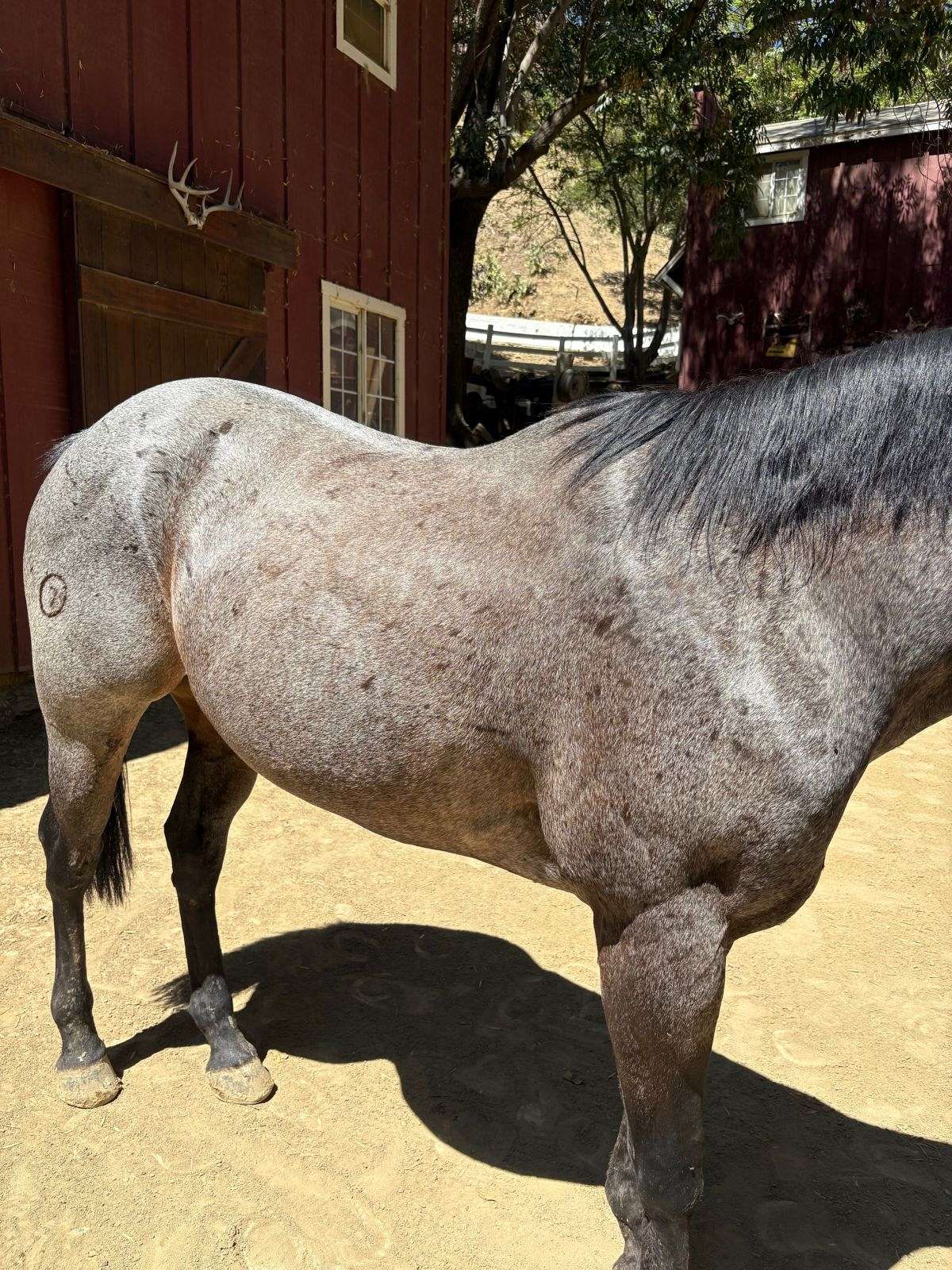 14 Year Old Blue Roan Gelding (Foundation Built) Circle 7 Quarter Horse