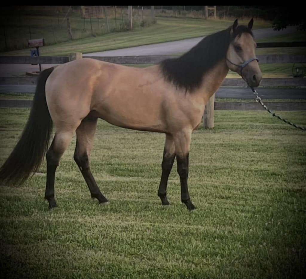 This Guy is What Dreams Are Made of! *** Stallion Prospect***