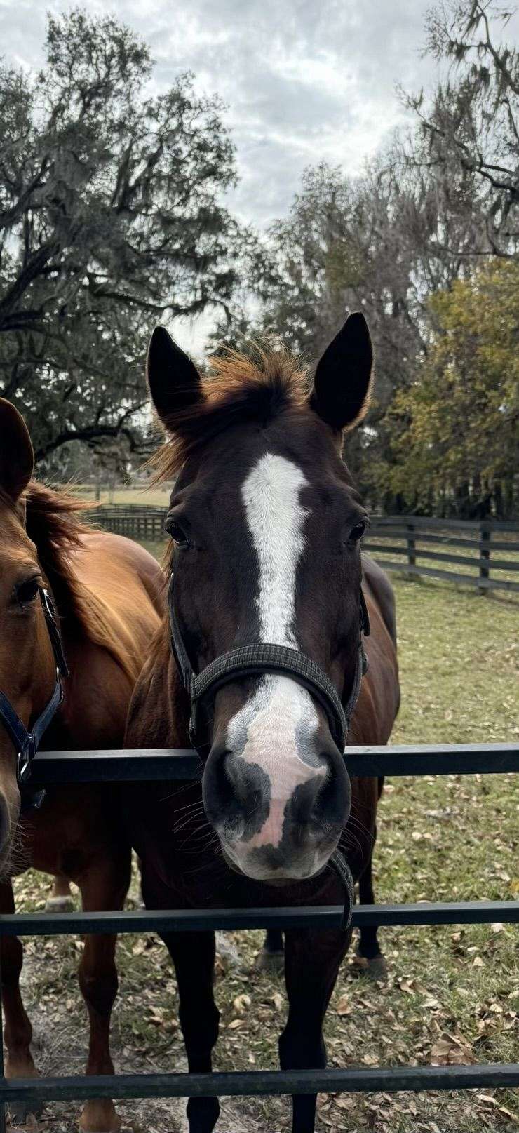 AQHA Broodmare Prospect