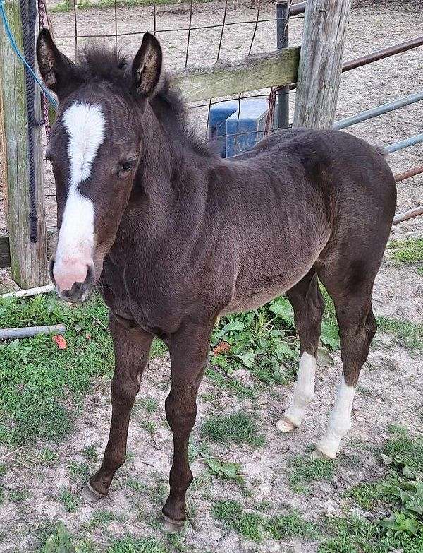 Cow X Ranch X Barrel Filly