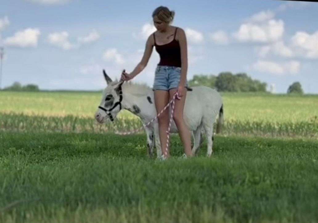 Registered Mini Jenny Donkey Spotted